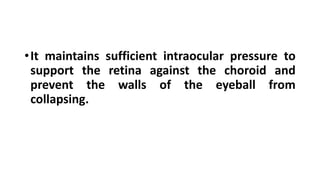 Anatomy of sight and the eye | PPTX