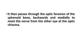 Anatomy of sight and the eye | PPTX