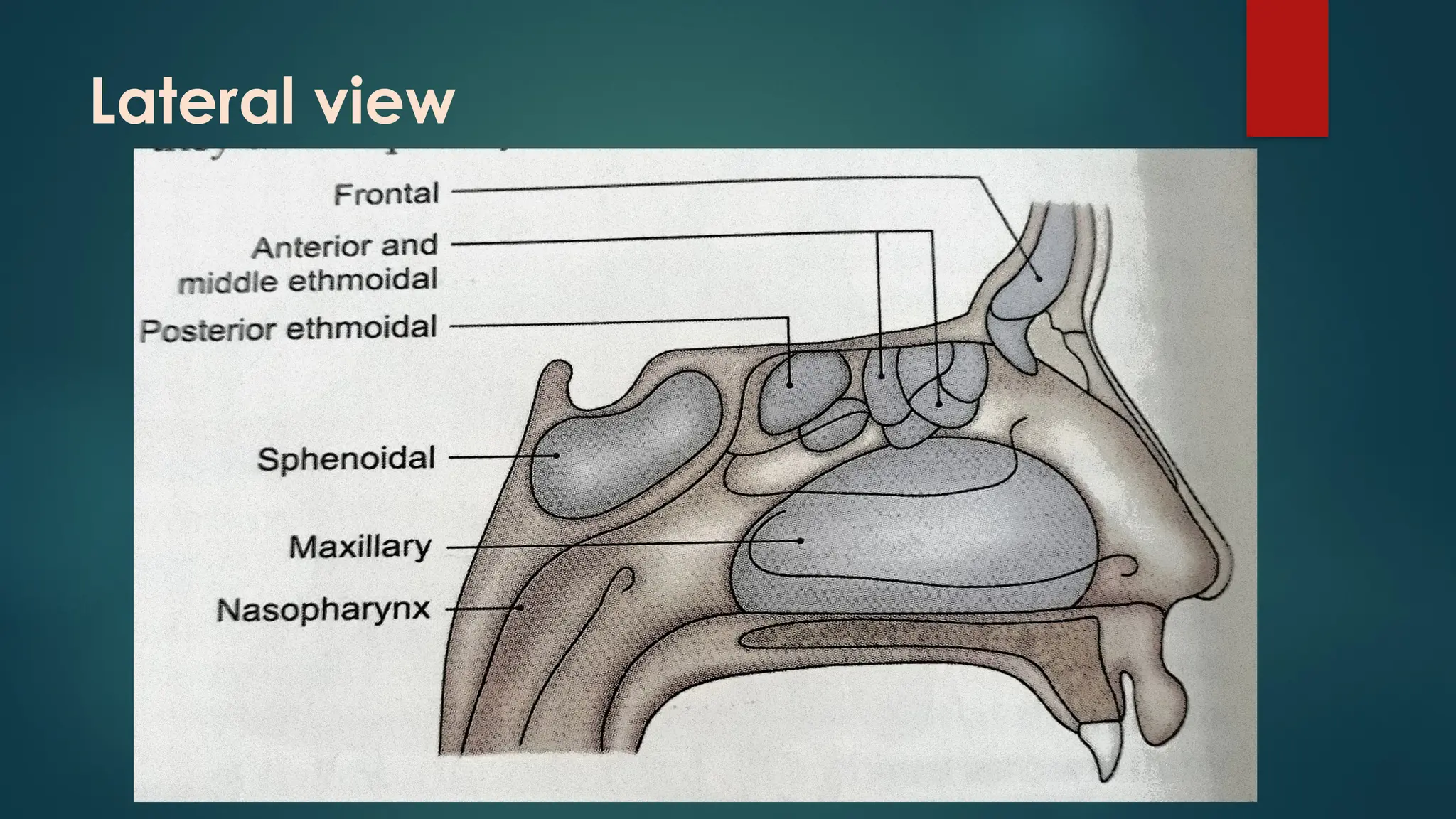 Anatomy of sinuses. Shalakya tantra 4th yr bams. | PPTX