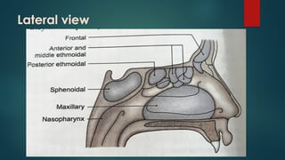 Anatomy of sinuses. Shalakya tantra 4th yr bams. | PPTX
