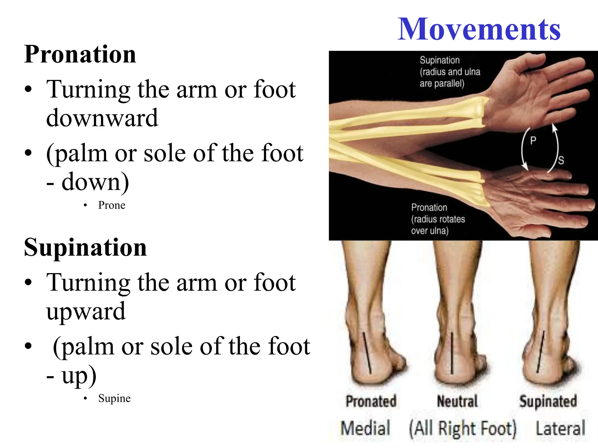 ANATOMY OF SKELETON & ANATOMICAL MOVEMENTS .pptx