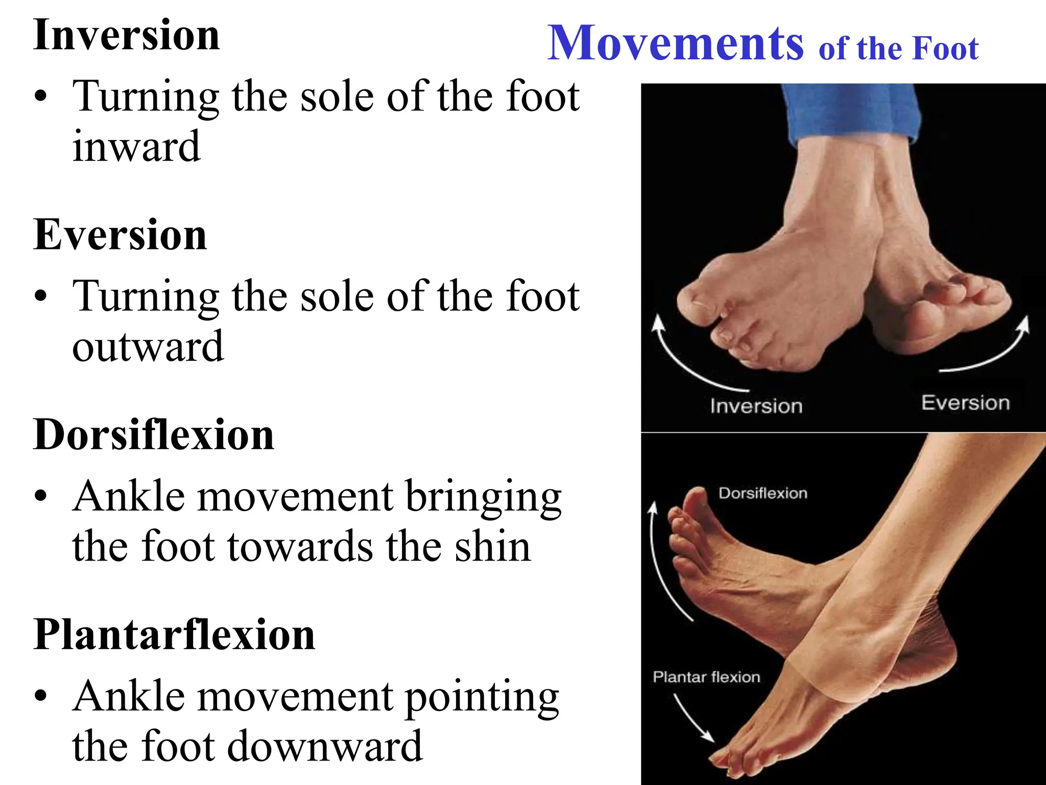 ANATOMY OF SKELETON & ANATOMICAL MOVEMENTS .pptx