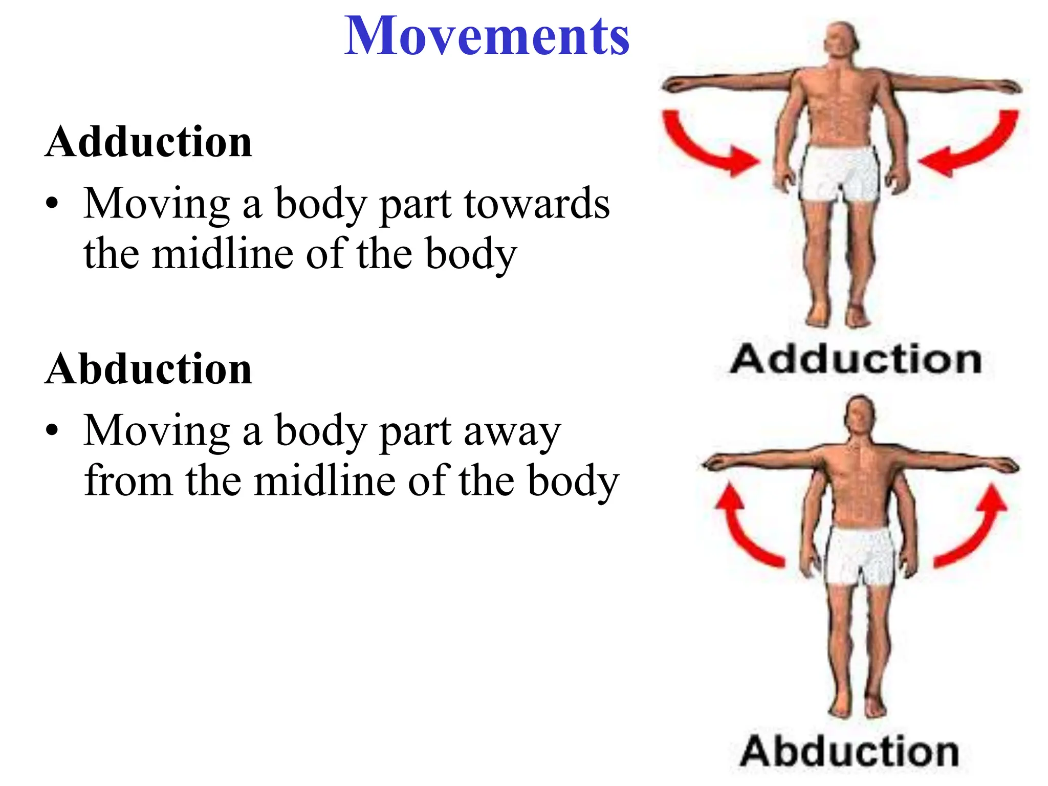 ANATOMY OF SKELETON & ANATOMICAL MOVEMENTS .pptx