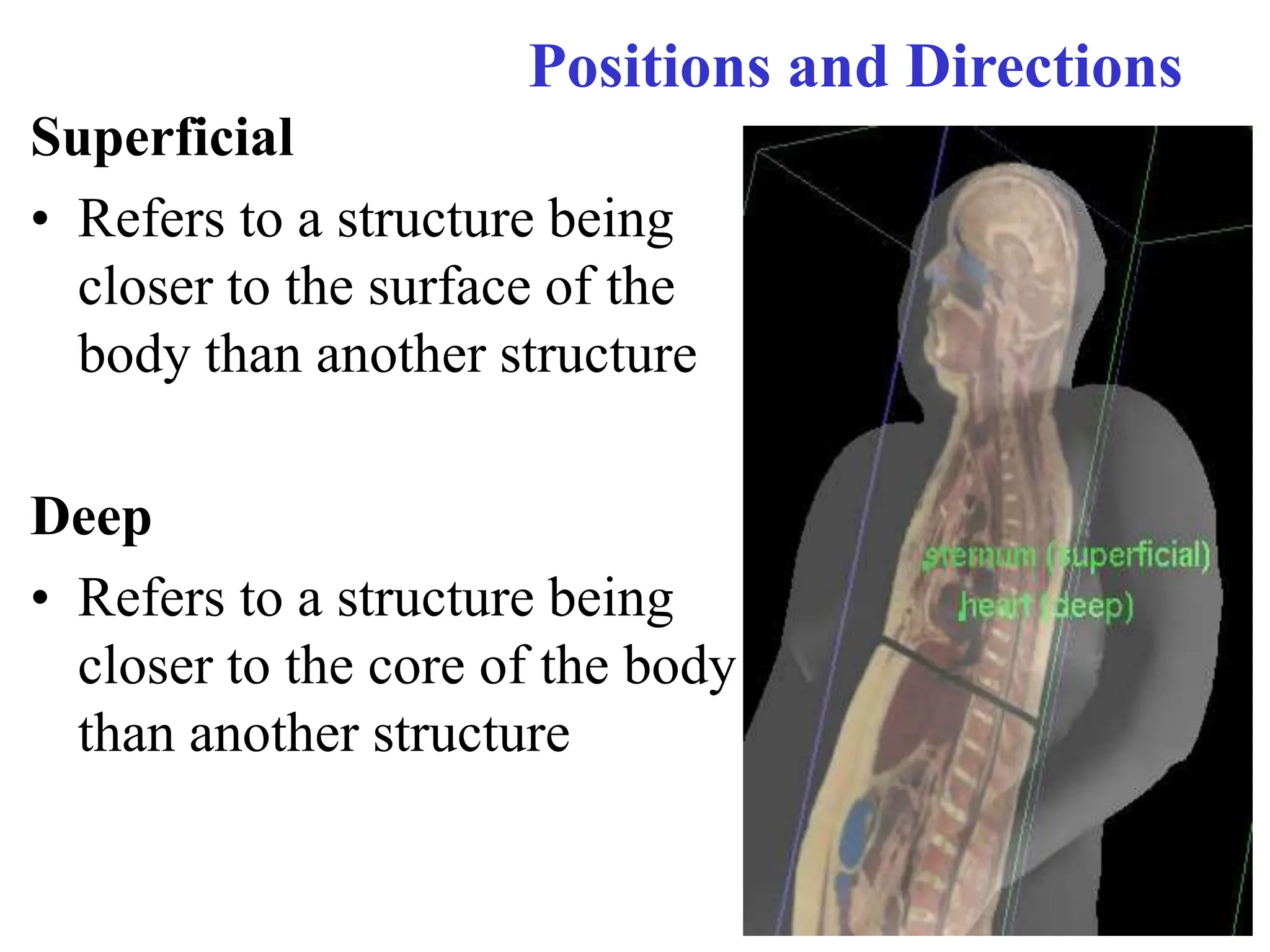 ANATOMY OF SKELETON & ANATOMICAL MOVEMENTS .pptx