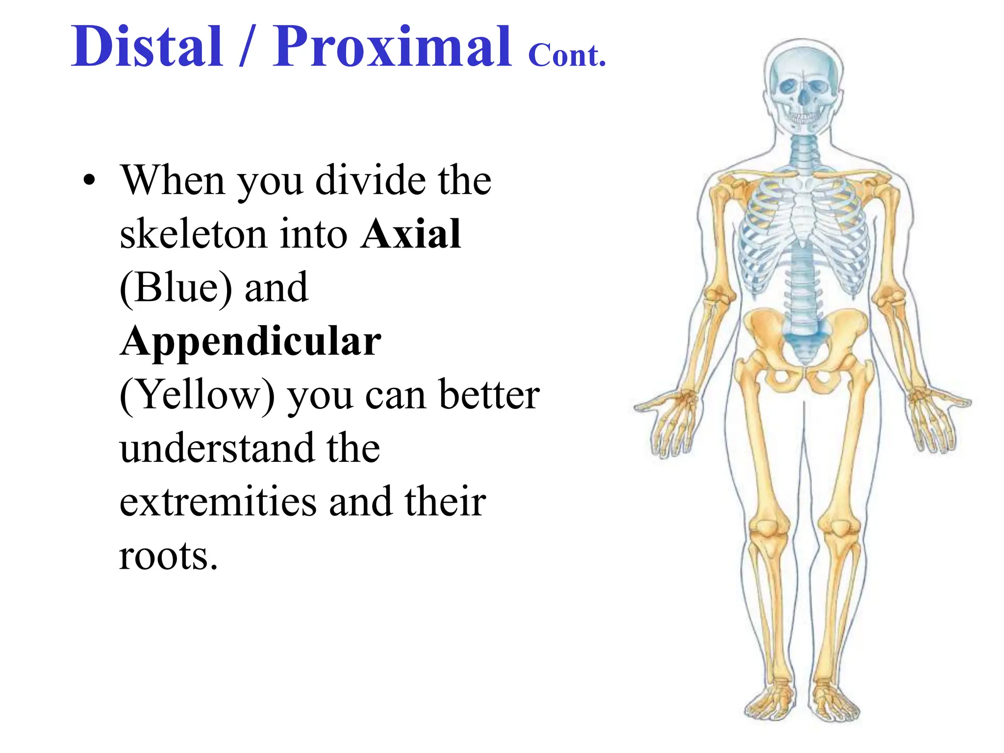 ANATOMY OF SKELETON & ANATOMICAL MOVEMENTS .pptx