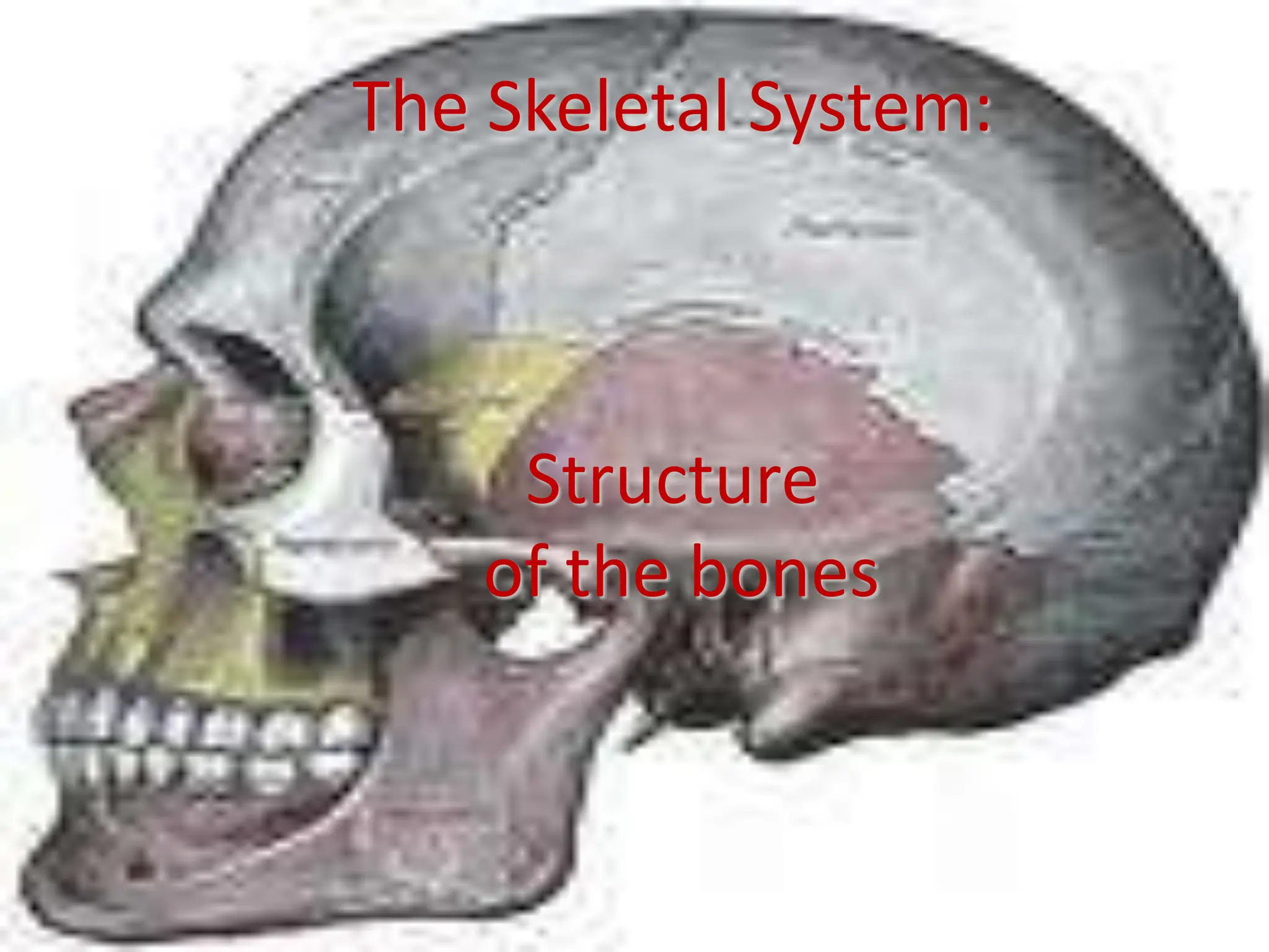 ANATOMY OF SKELETON & ANATOMICAL MOVEMENTS .pptx