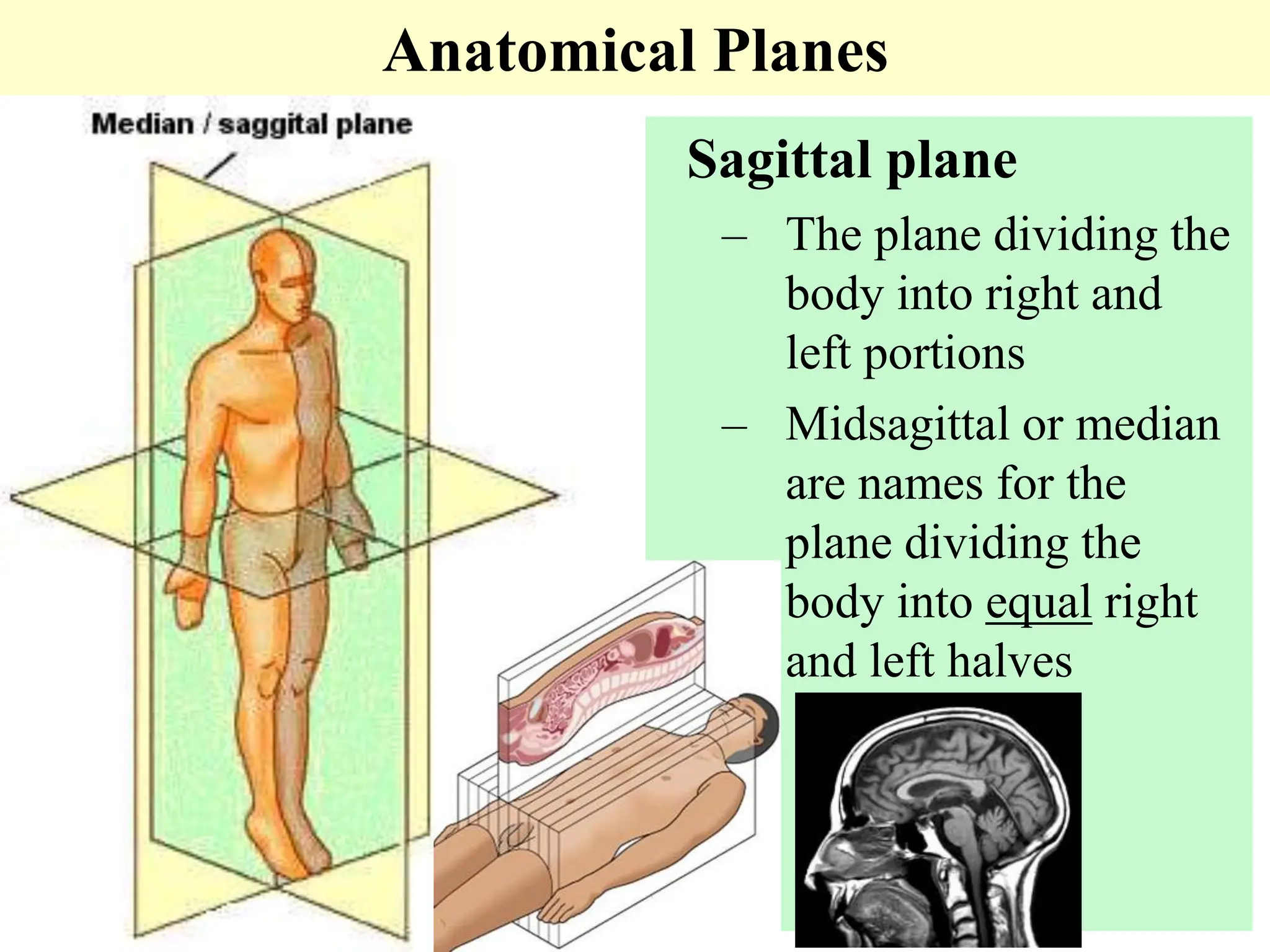 ANATOMY OF SKELETON & ANATOMICAL MOVEMENTS .pptx
