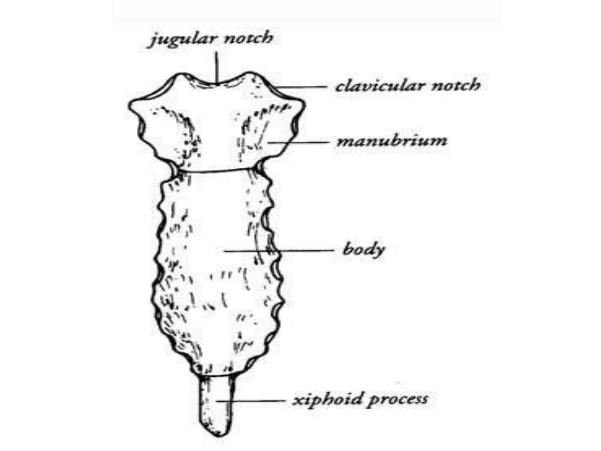 ANATOMY OF SKELETON & ANATOMICAL MOVEMENTS .pptx