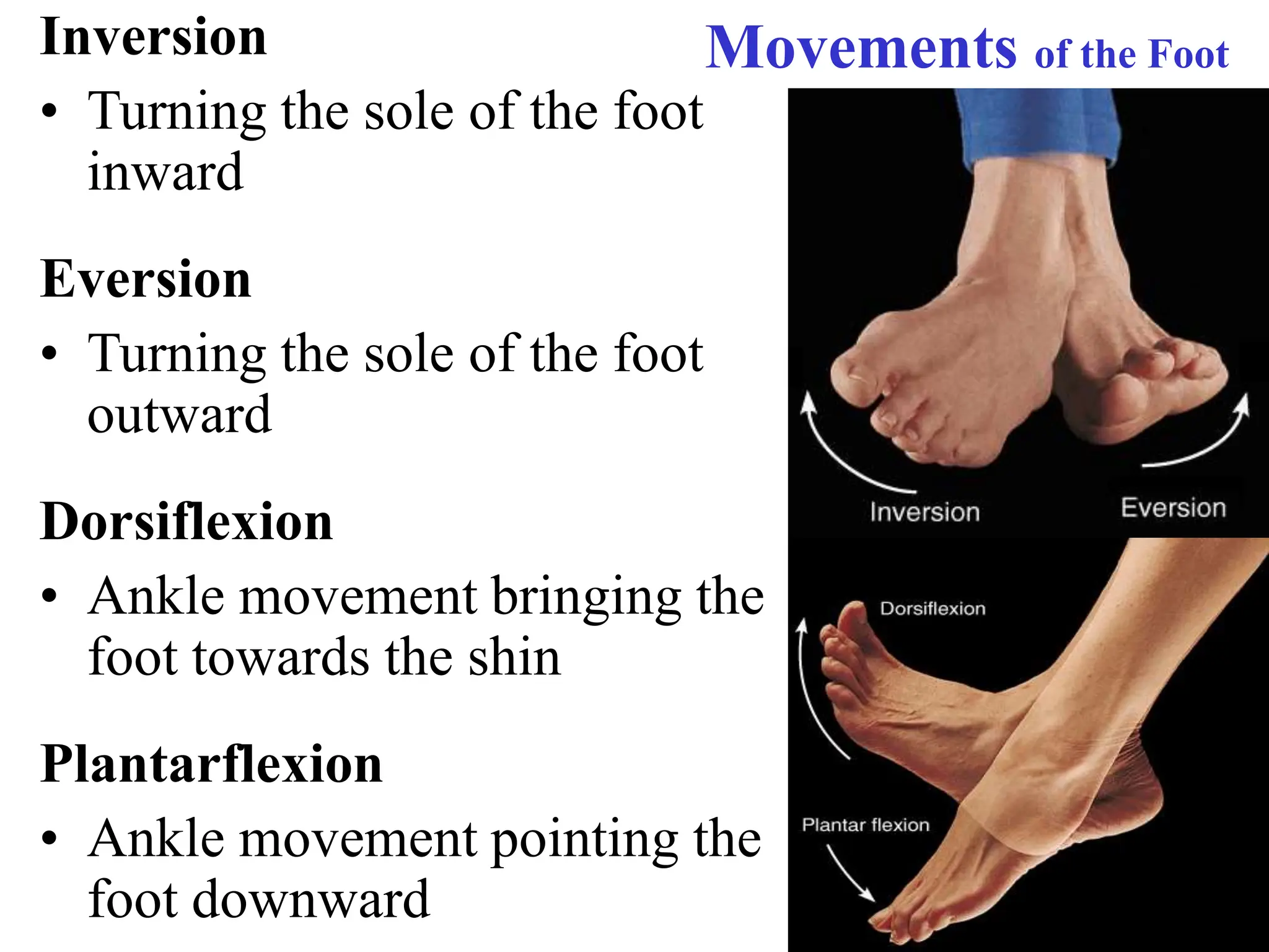 ANATOMY OF SKELETON & ANATOMICAL MOVEMENTS .pptx