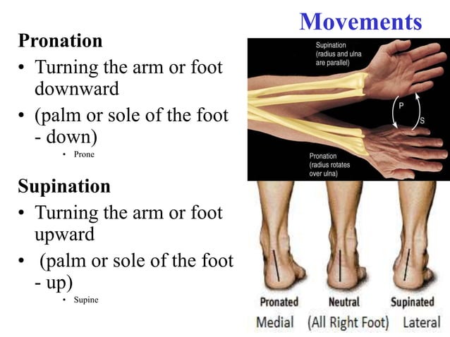 ANATOMY OF SKELETON & ANATOMICAL MOVEMENTS .pptx