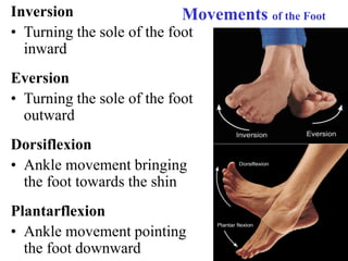 ANATOMY OF SKELETON & ANATOMICAL MOVEMENTS .pptx