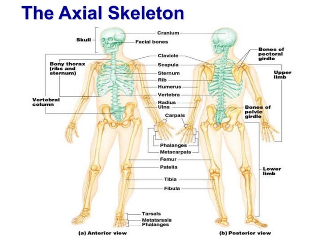 ANATOMY OF SKELETON & ANATOMICAL MOVEMENTS .pptx