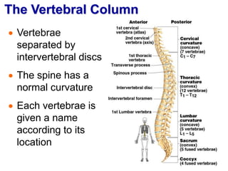 ANATOMY OF SKELETON & ANATOMICAL MOVEMENTS .pptx