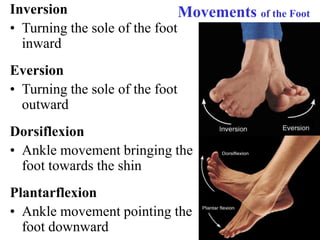 ANATOMY OF SKELETON & ANATOMICAL MOVEMENTS .pptx