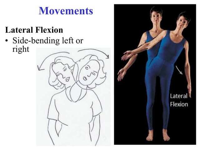 ANATOMY OF SKELETON & ANATOMICAL MOVEMENTS .pptx