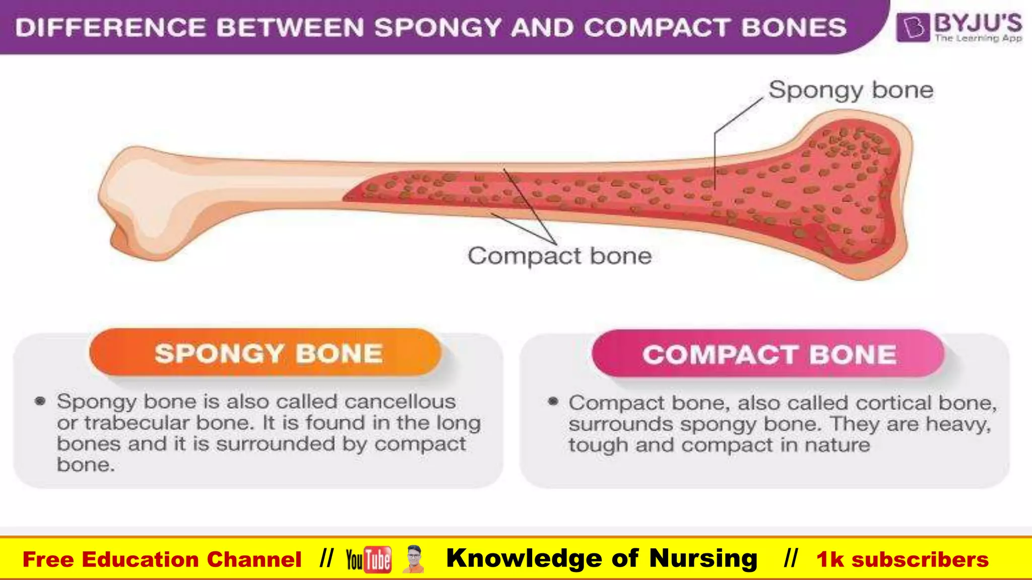 Anatomy of skeleton system full/Human all Bones | PPT