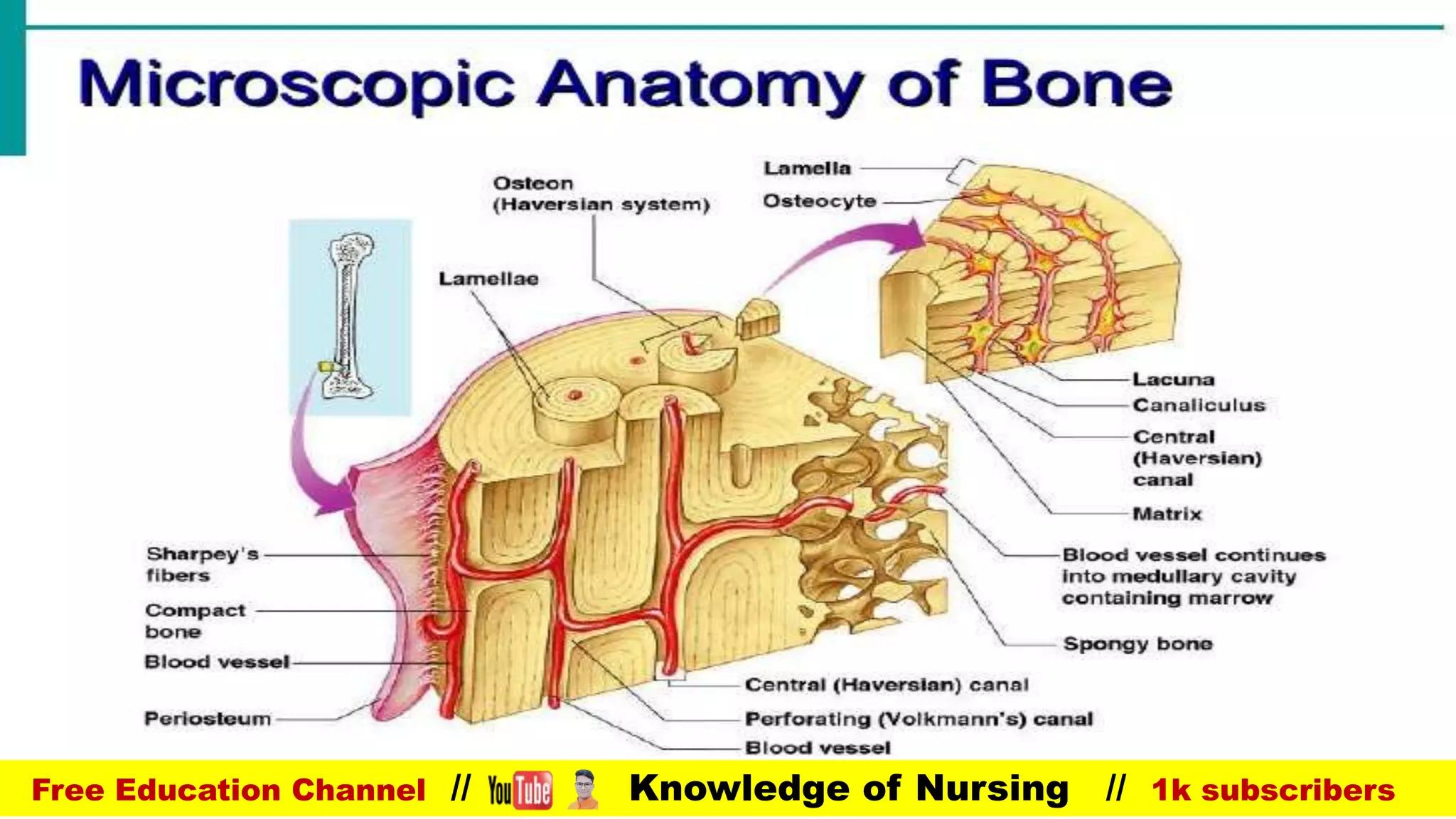 Anatomy of skeleton system full/Human all Bones | PPT