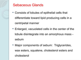 Anatomy of Skin-1.pptx detailed description of layers of skin | PPTX