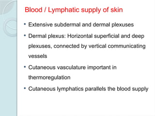Anatomy of Skin-1.pptx detailed description of layers of skin | PPTX