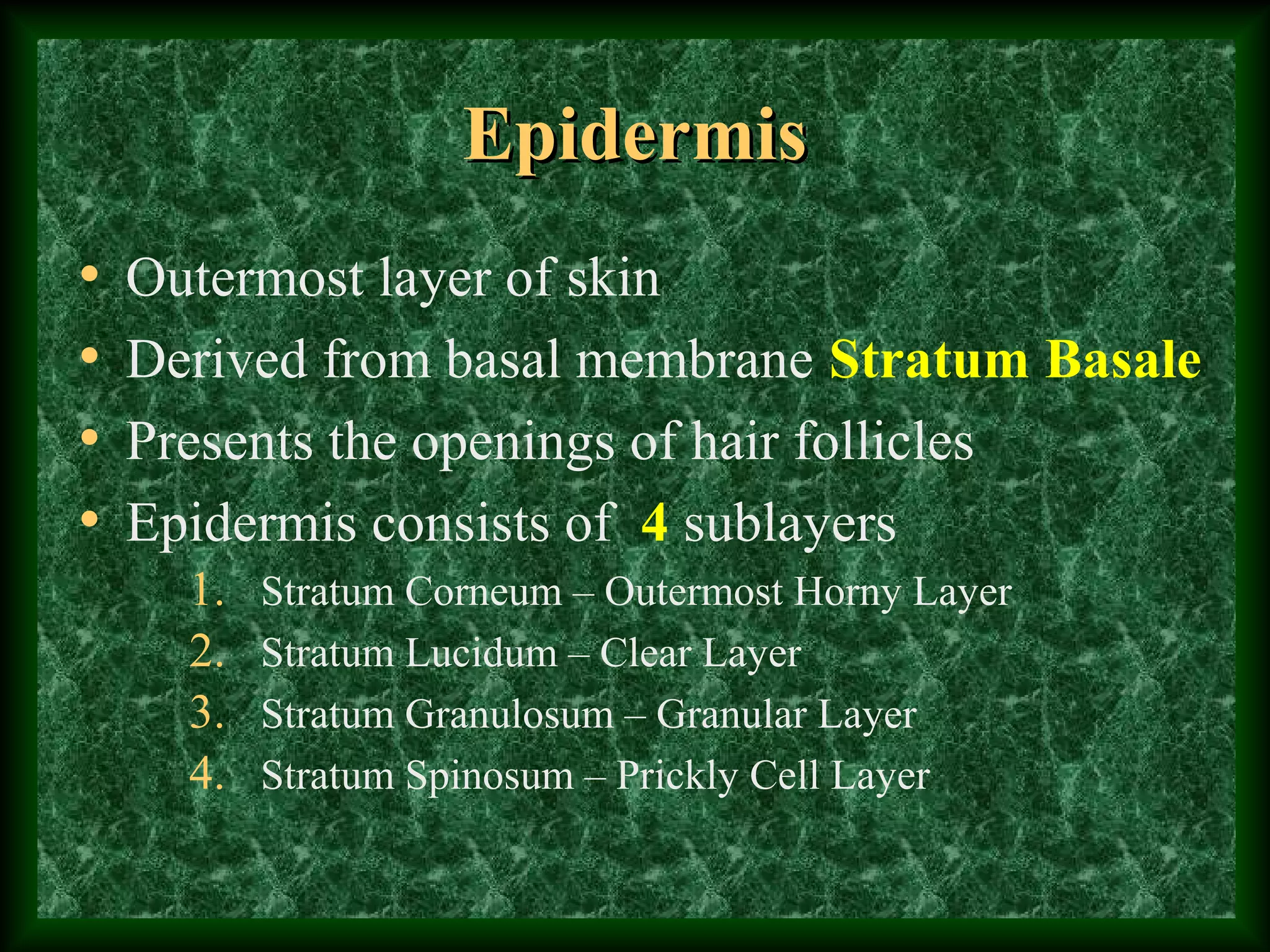 Anatomy of skin | PPT