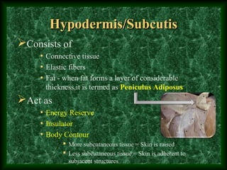 Anatomy of skin | PPT