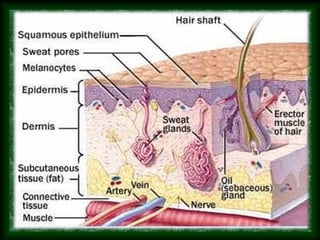 Anatomy of skin | PPT