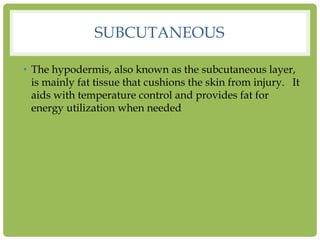 Anatomy of skin | PPTX