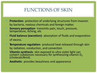 Anatomy of skin | PPTX