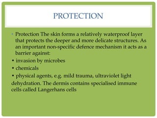 Anatomy of skin | PPTX