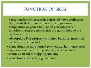 Anatomy of skin | PPTX