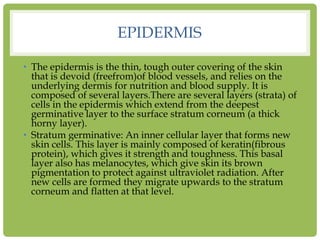Anatomy of skin | PPTX