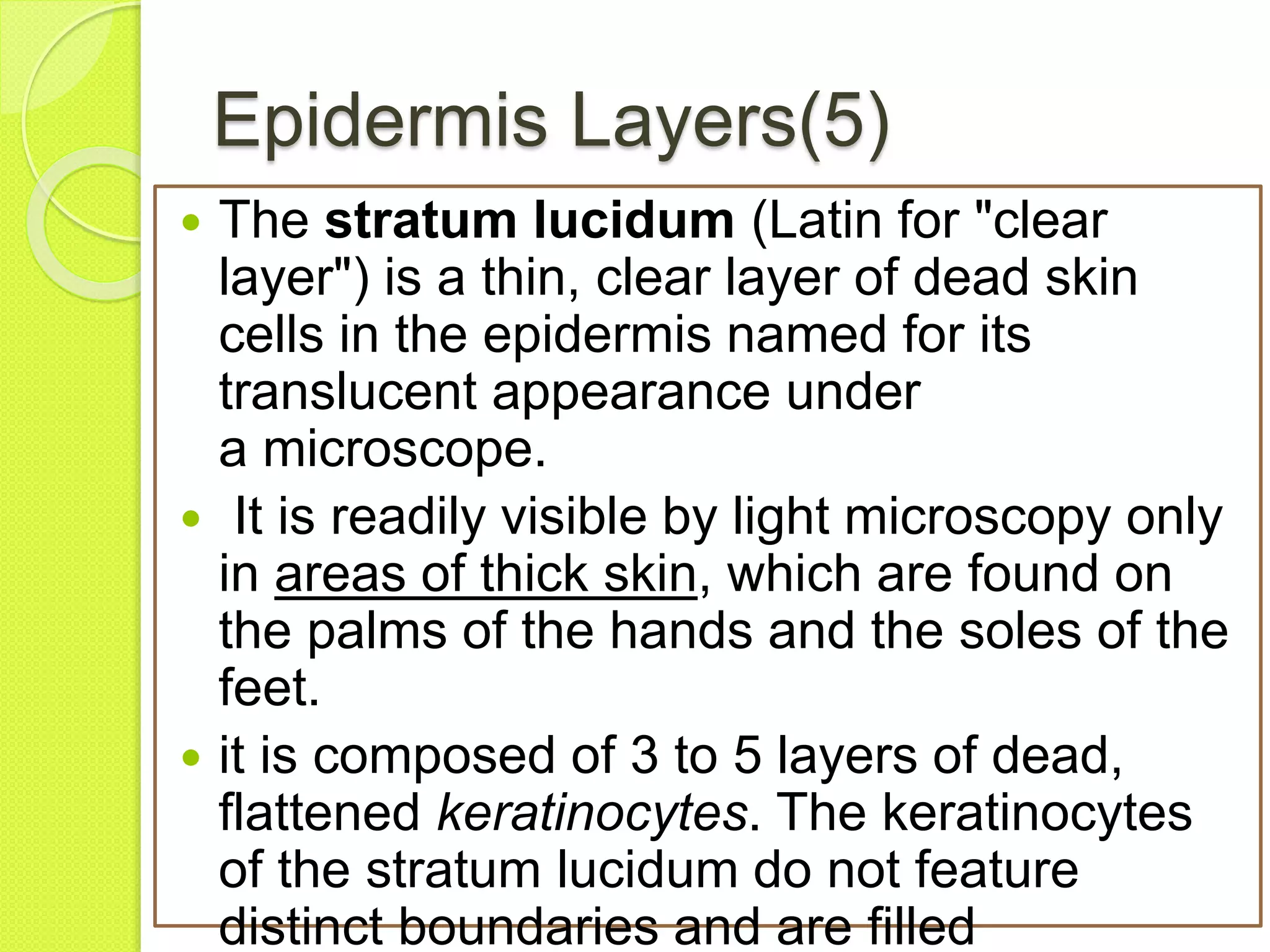 Anatomy of skin | PPTX