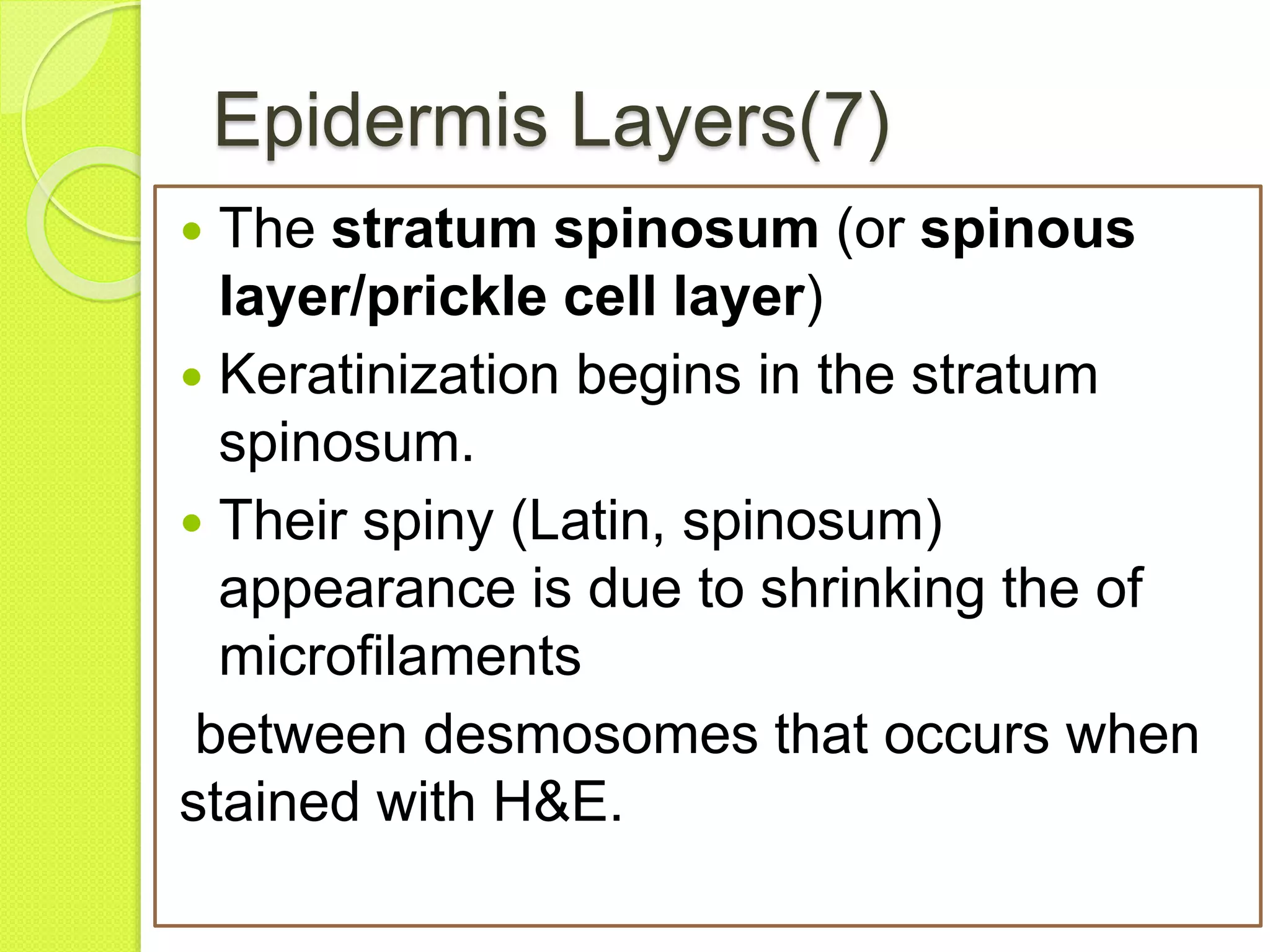 Anatomy of skin | PPTX