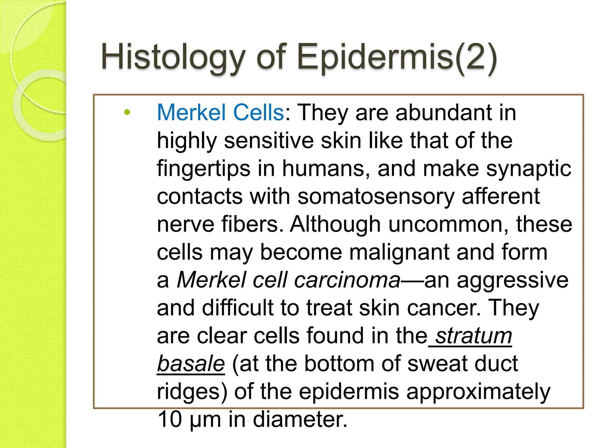 Anatomy of skin | PPTX