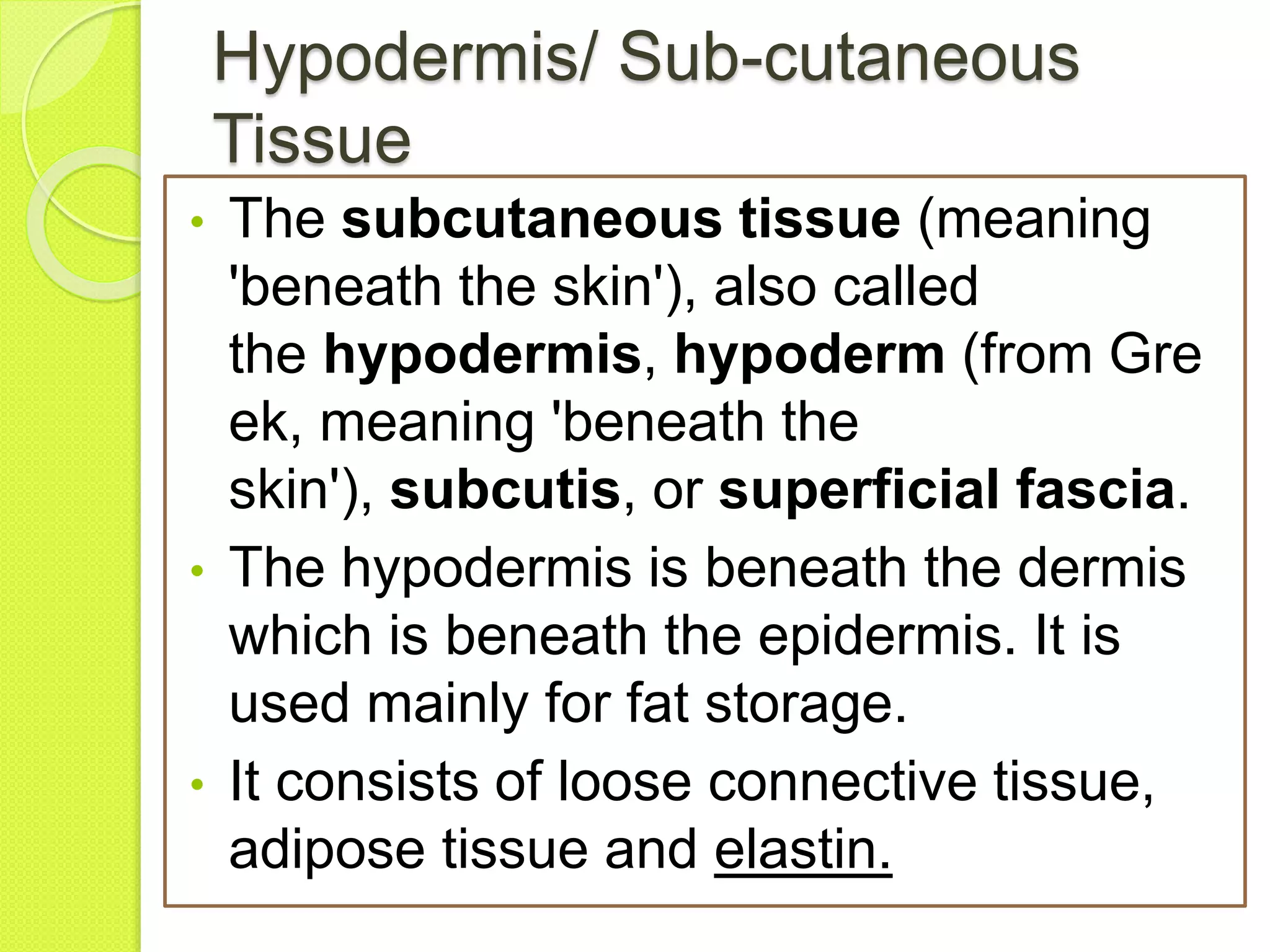 Anatomy of skin | PPTX