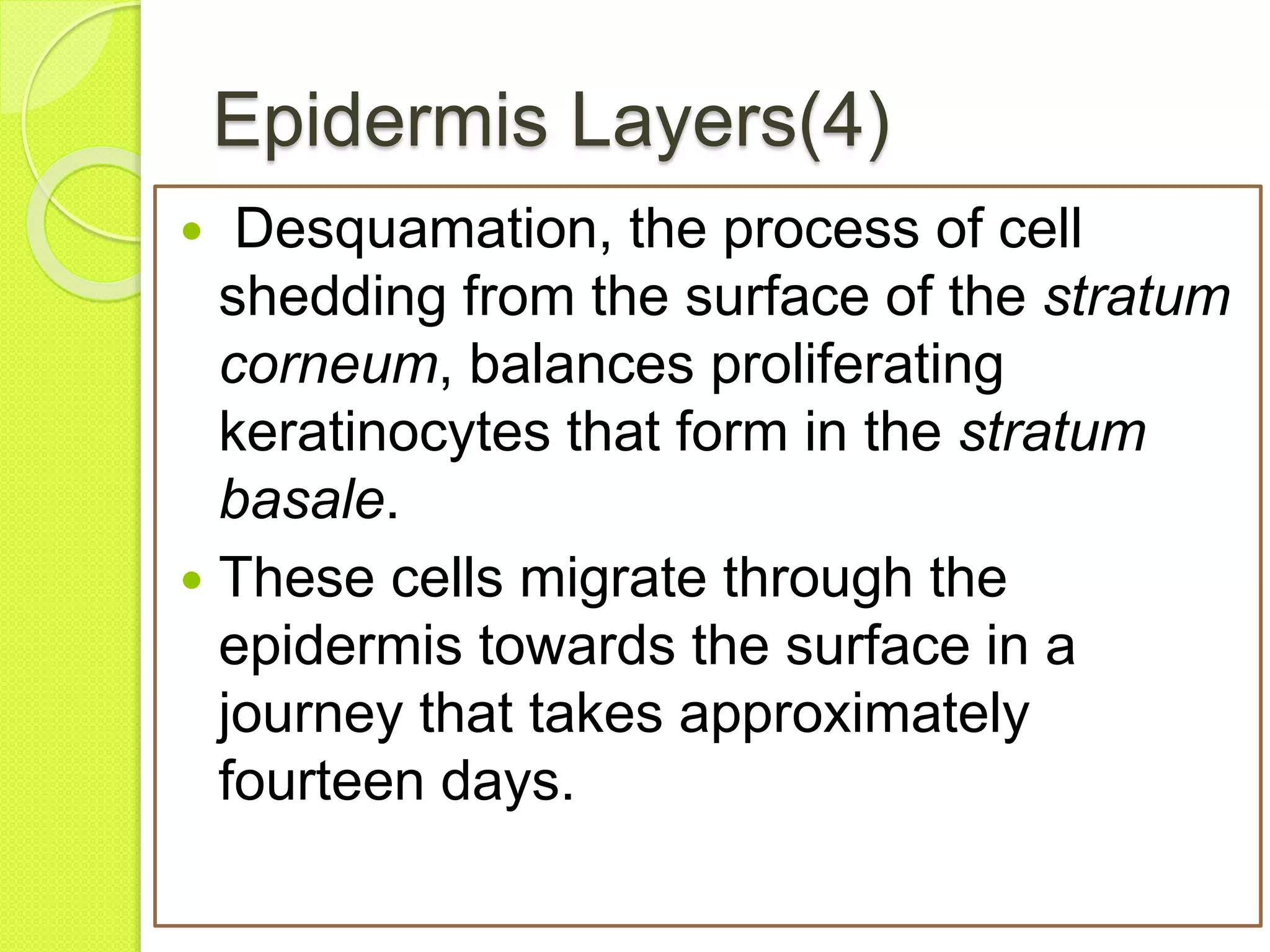 Anatomy of skin | PPTX