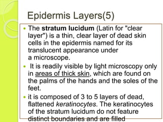 Anatomy of skin | PPTX | Skin and Dermatology | Diseases and Conditions