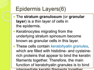 Anatomy of skin | PPTX