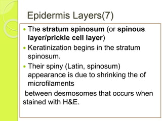 Anatomy of skin | PPTX | Skin and Dermatology | Diseases and Conditions
