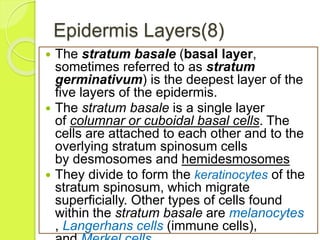 Anatomy of skin | PPTX | Skin and Dermatology | Diseases and Conditions