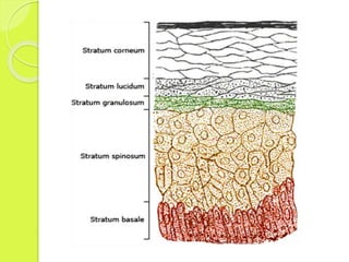 Anatomy of skin | PPTX