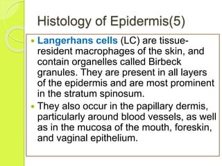Anatomy of skin | PPTX | Skin and Dermatology | Diseases and Conditions