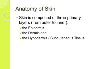 Anatomy of skin | PPTX | Skin and Dermatology | Diseases and Conditions
