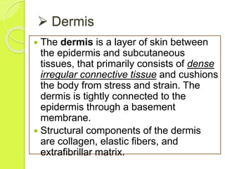 Anatomy of skin | PPTX | Skin and Dermatology | Diseases and Conditions