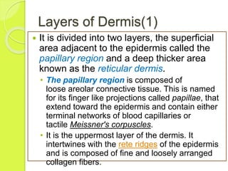 Anatomy of skin | PPTX | Skin and Dermatology | Diseases and Conditions