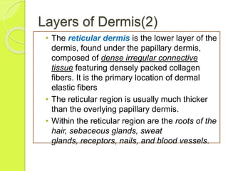 Anatomy of skin | PPTX | Skin and Dermatology | Diseases and Conditions