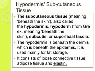 Anatomy of skin | PPTX | Skin and Dermatology | Diseases and Conditions