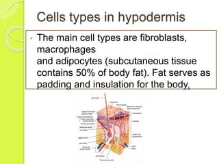 Anatomy of skin | PPTX | Skin and Dermatology | Diseases and Conditions