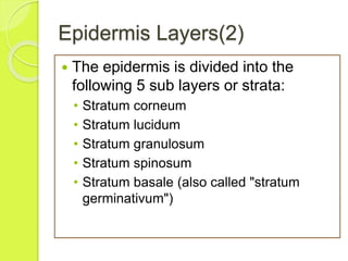 Anatomy of skin | PPTX | Skin and Dermatology | Diseases and Conditions