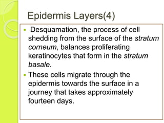 Anatomy of skin | PPTX | Skin and Dermatology | Diseases and Conditions